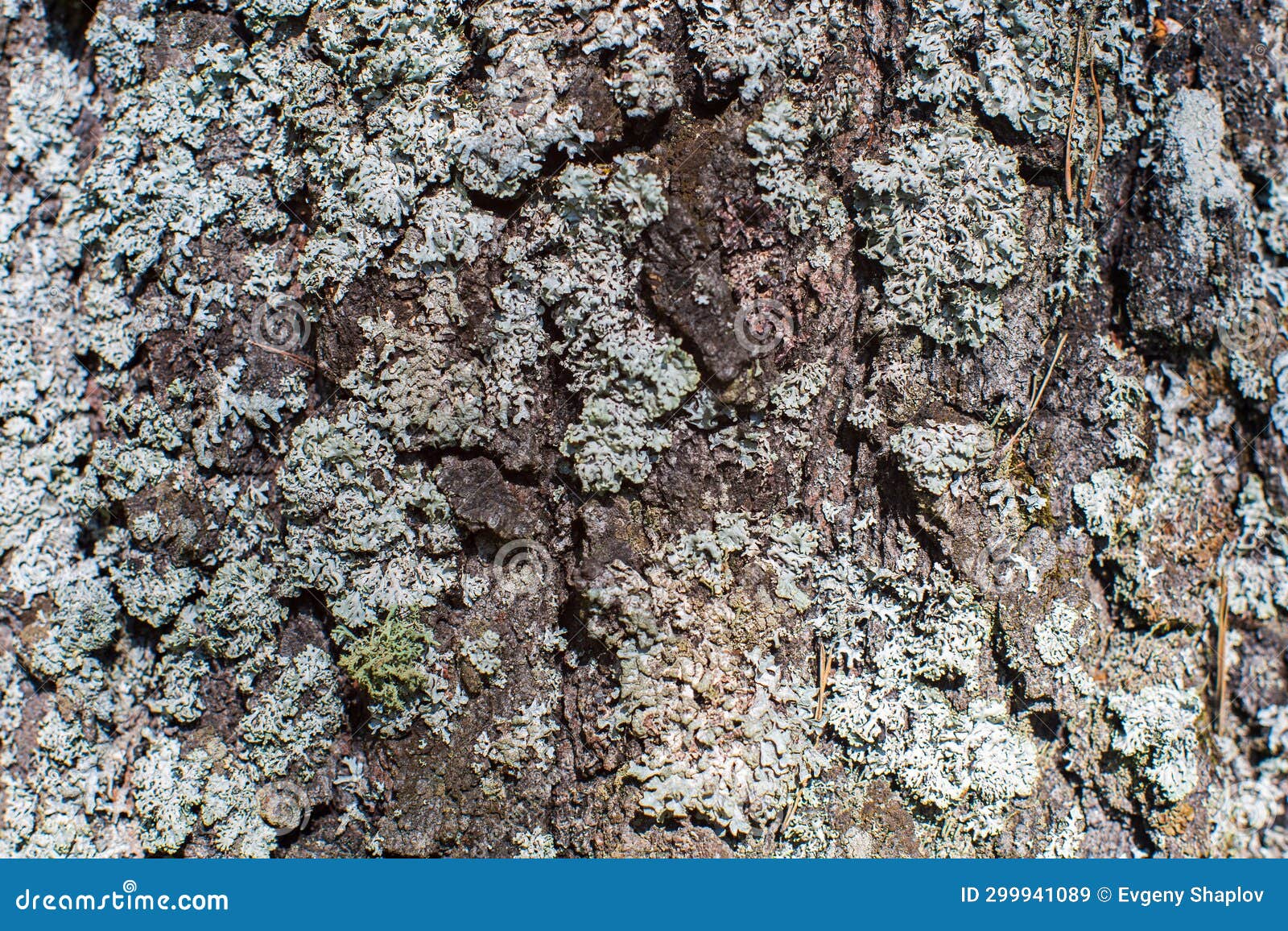 Relief Texture of Tree Old Bark Close-up in the Forest. Natural ...