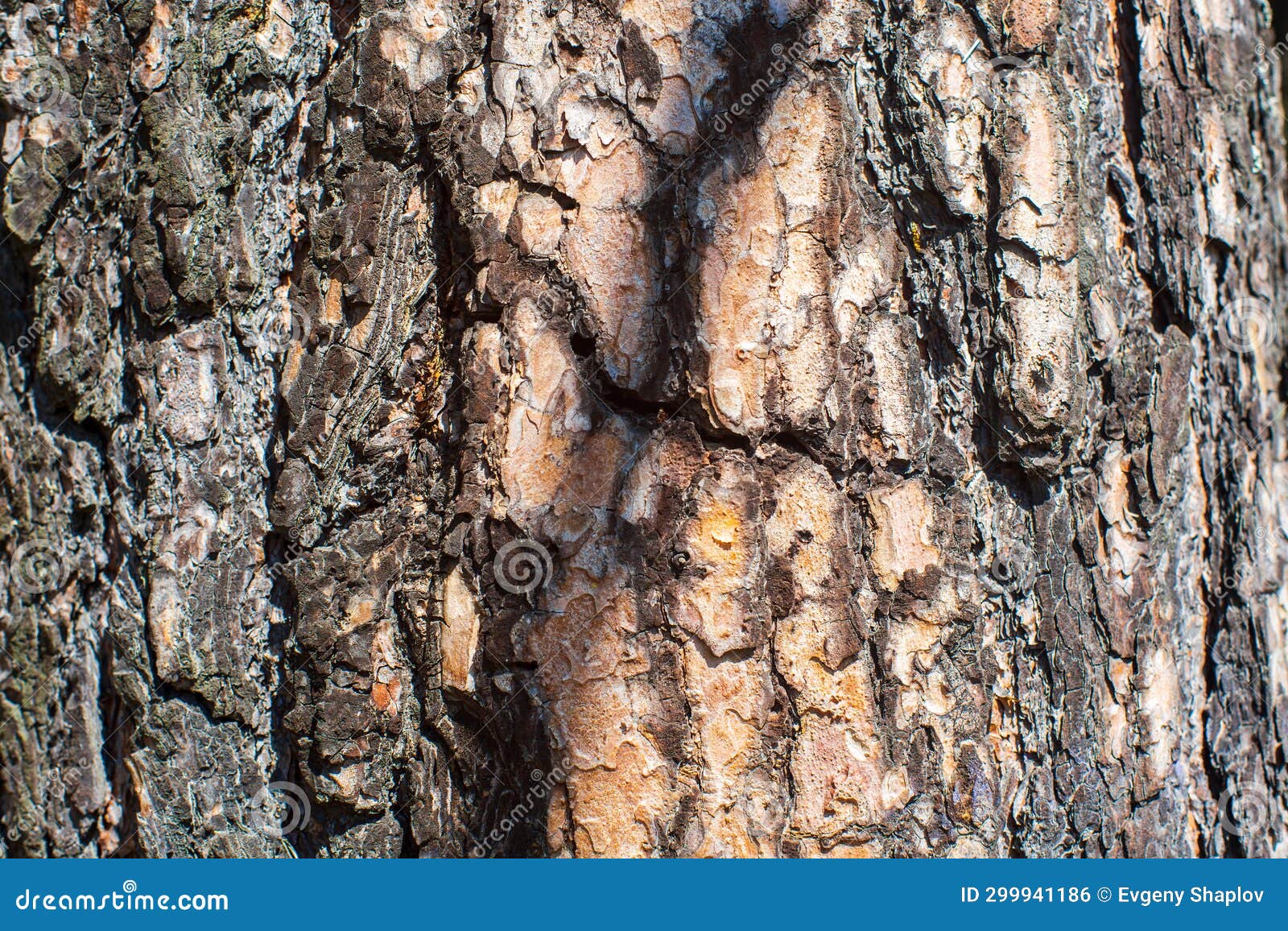 Relief Texture of Tree Old Bark Close-up in the Forest. Natural ...