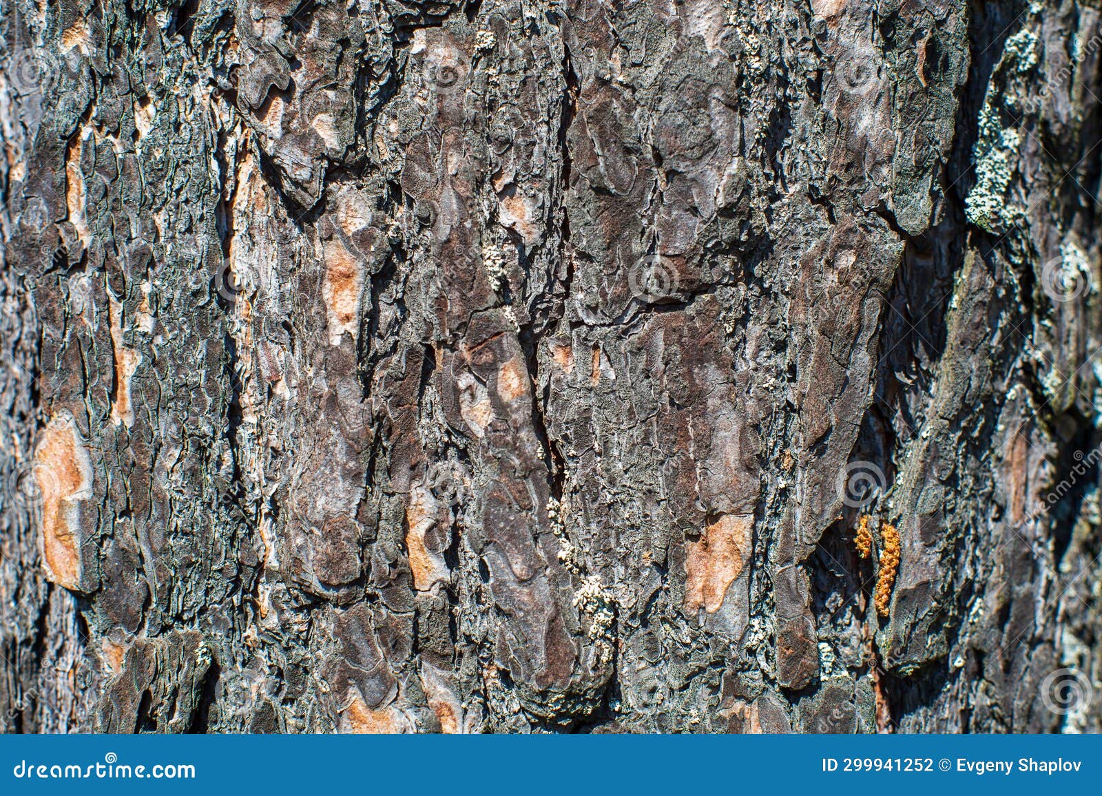 Relief Texture of Tree Old Bark Close-up in the Forest. Natural ...