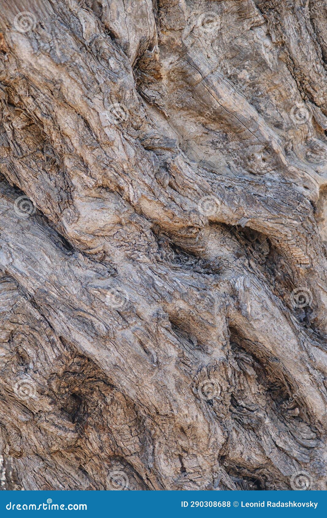 Relief Texture of the Tree Trunk Bark Stock Photo - Image of brown ...