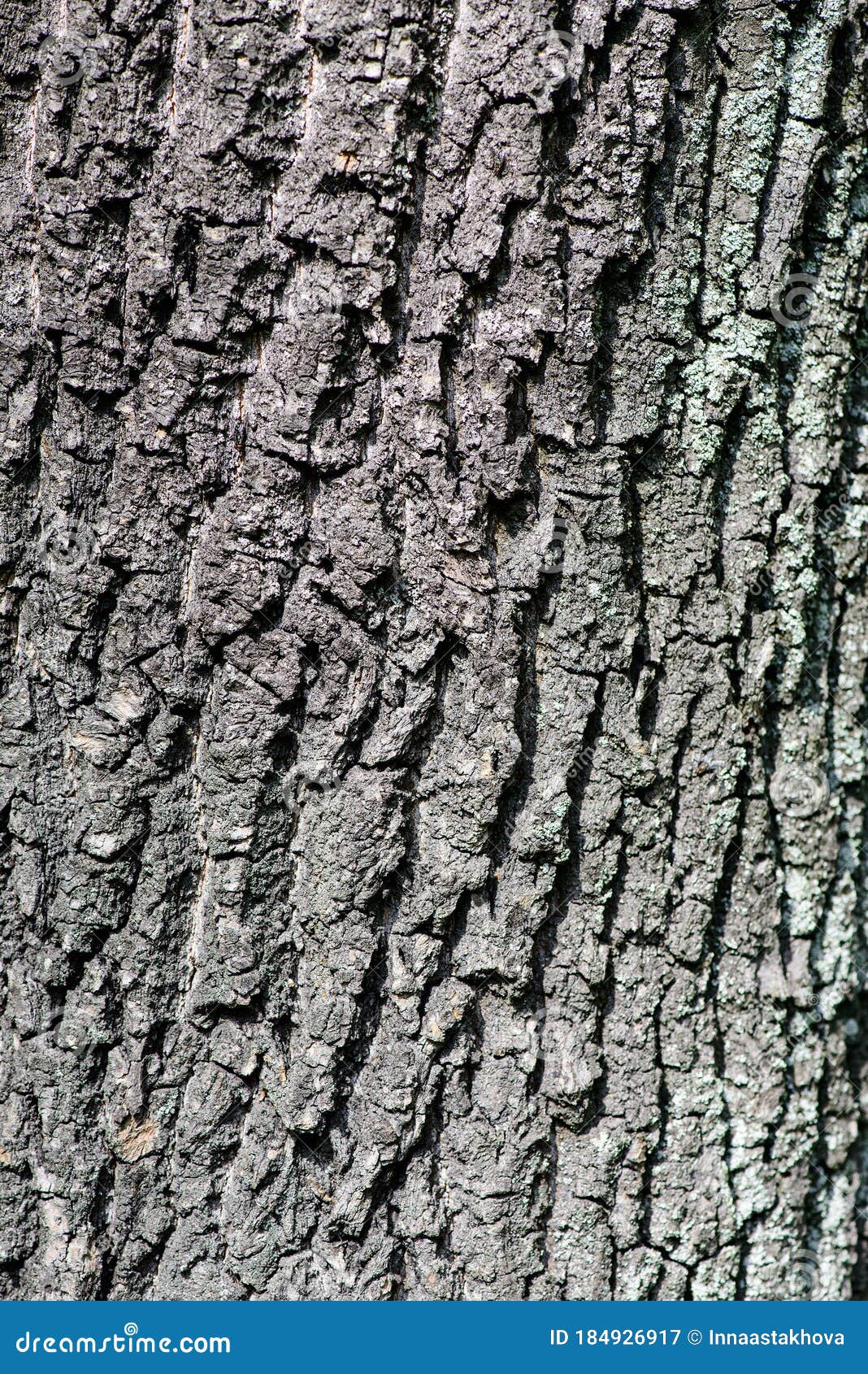 Relief Texture Tree Trunk of the Fray Bark Photo of a Tree Bark Texture ...