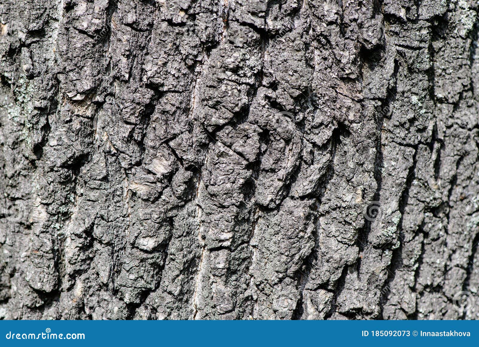 Relief Texture Tree Trunk Of The Fray Bark Photo Of A Tree Bark Texture ...