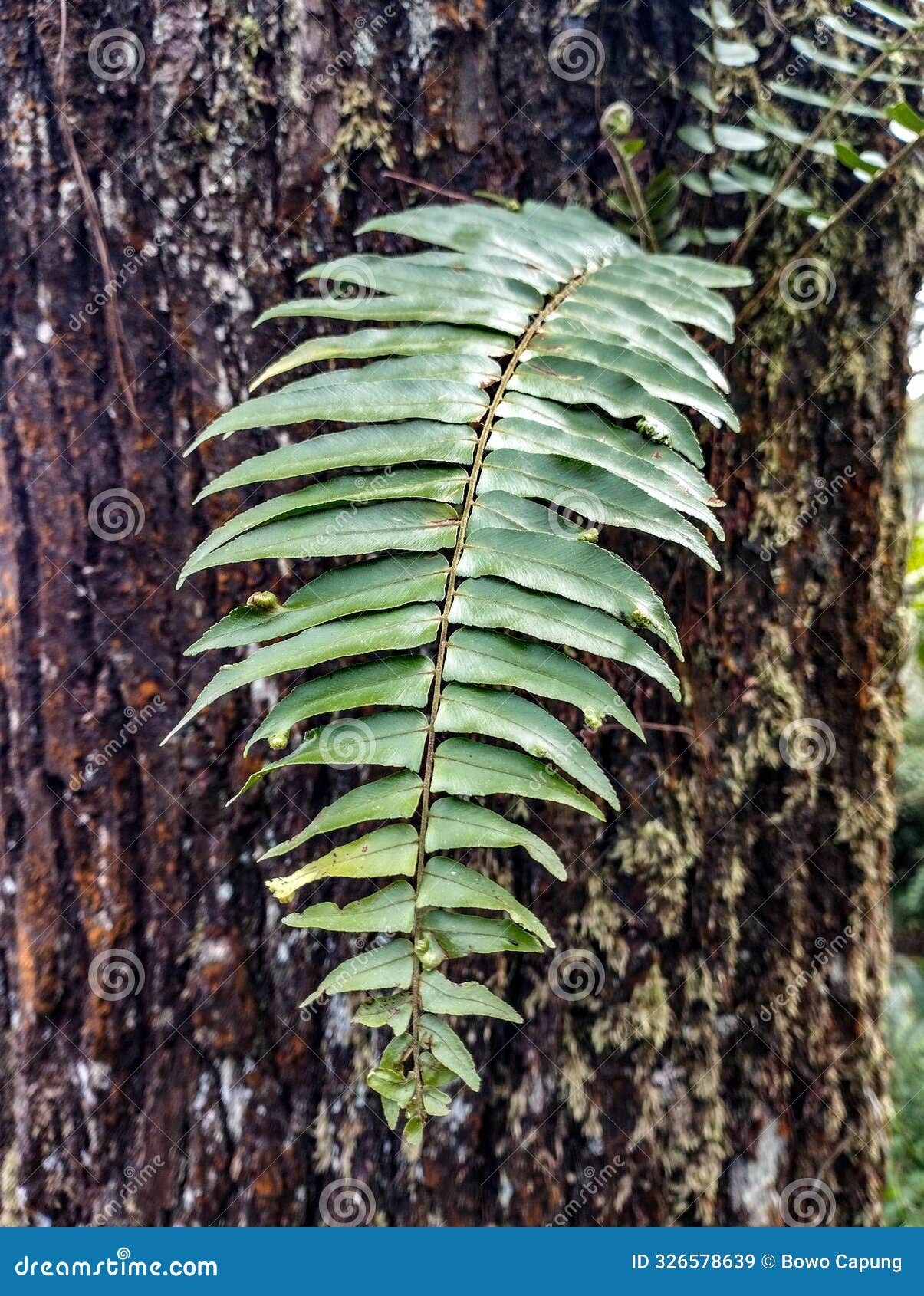 Relief Wood Texture. Tree Background Stock Photo | CartoonDealer.com ...