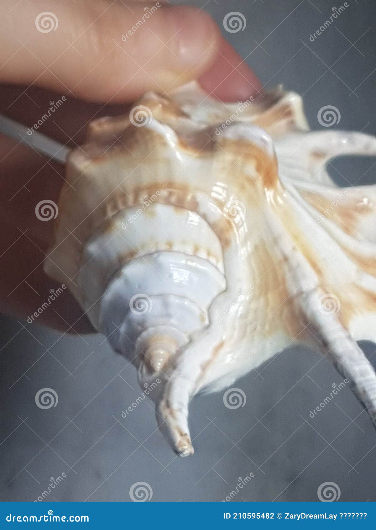 Relieve de concha blanco foto de archivo. Imagen de invertebrado ...