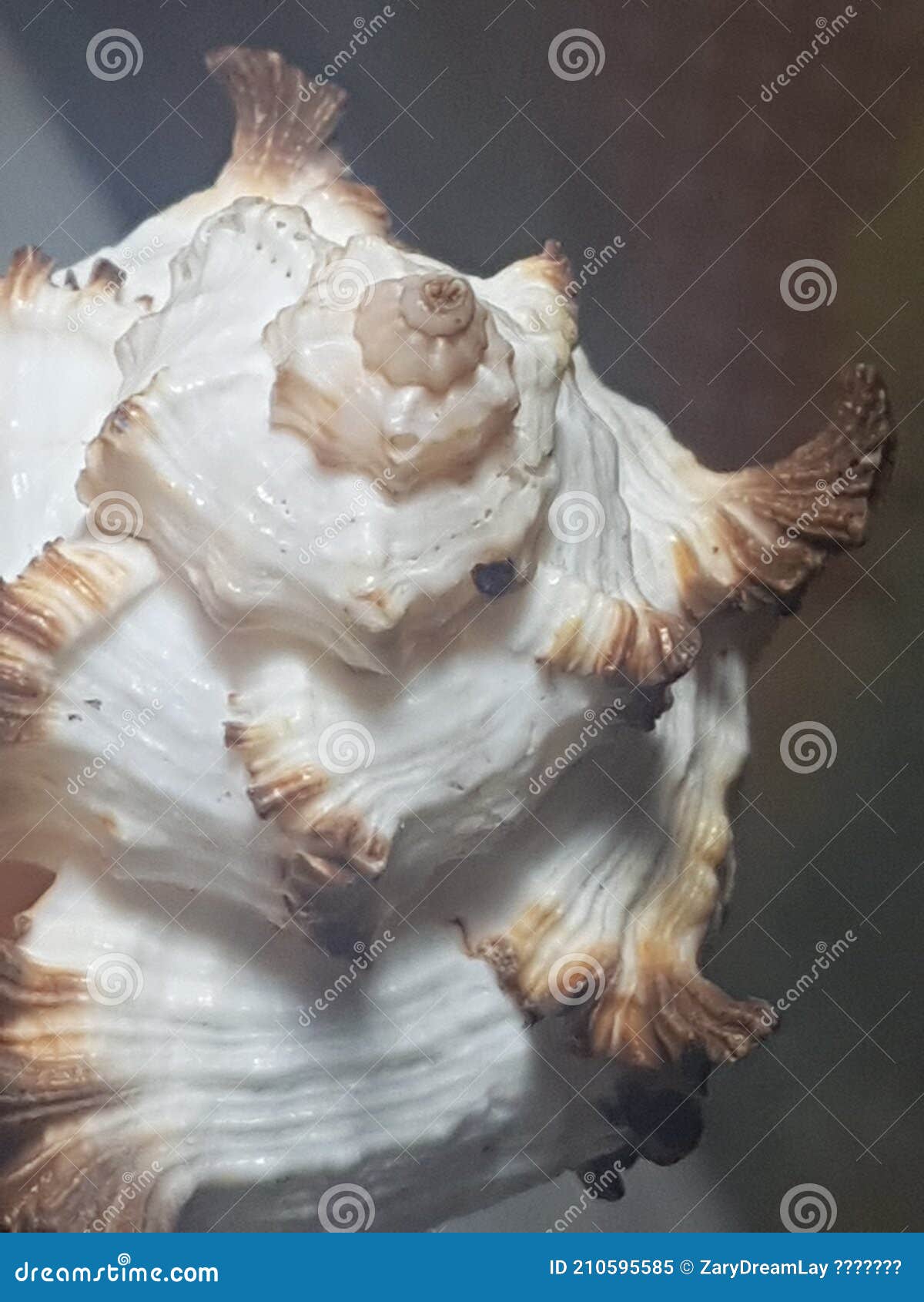 Relieve de concha blanco imagen de archivo. Imagen de blanco - 210595585