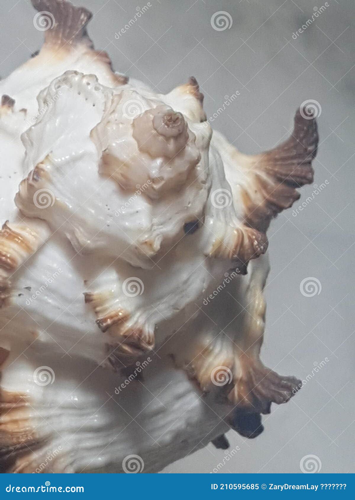 Relieve de concha blanco imagen de archivo. Imagen de estatua - 210595685