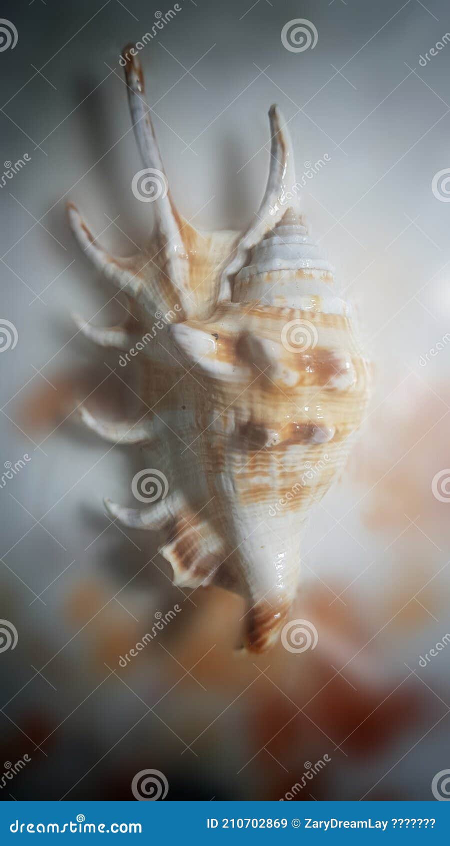 Relieve de concha blanco imagen de archivo. Imagen de plato - 210702869