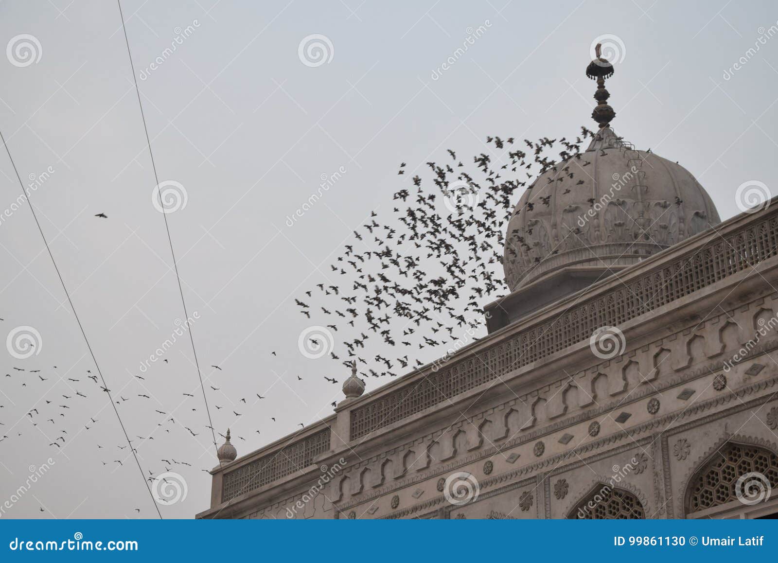 Group of Birds stock photo. Image of religion, birds - 99861130