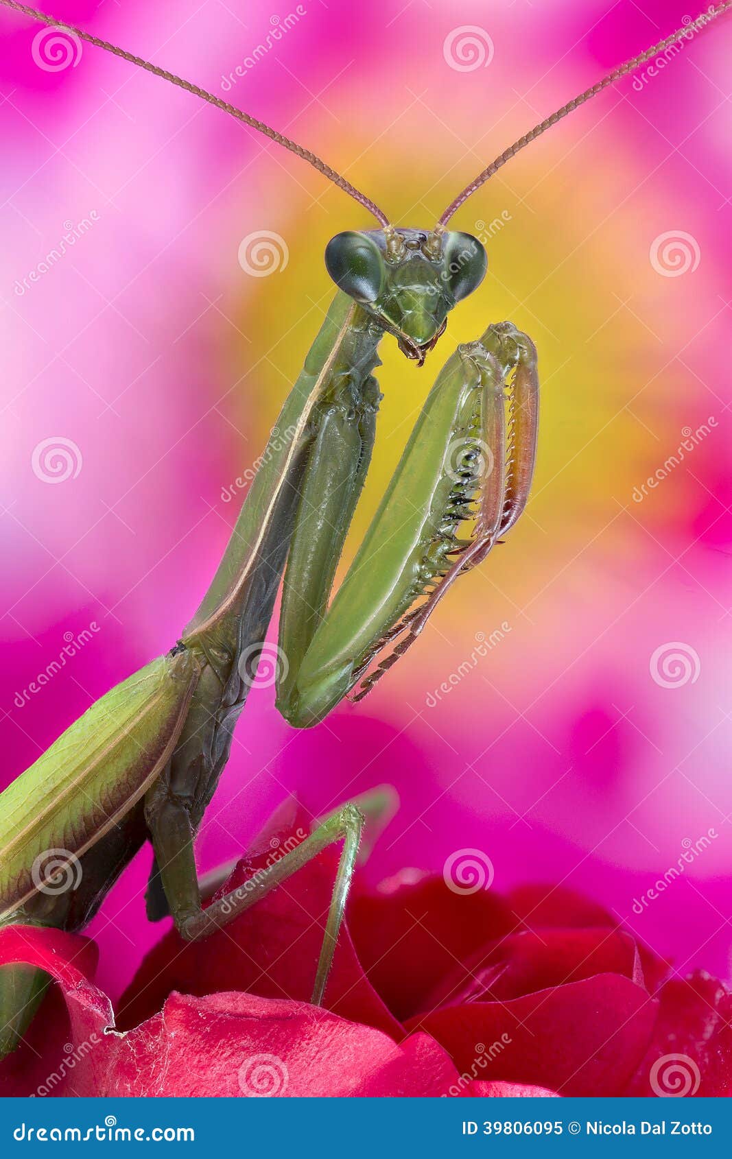 Religiosa Linneo, 1758 Del Mantide Immagine Stock - Immagine di mattina ...