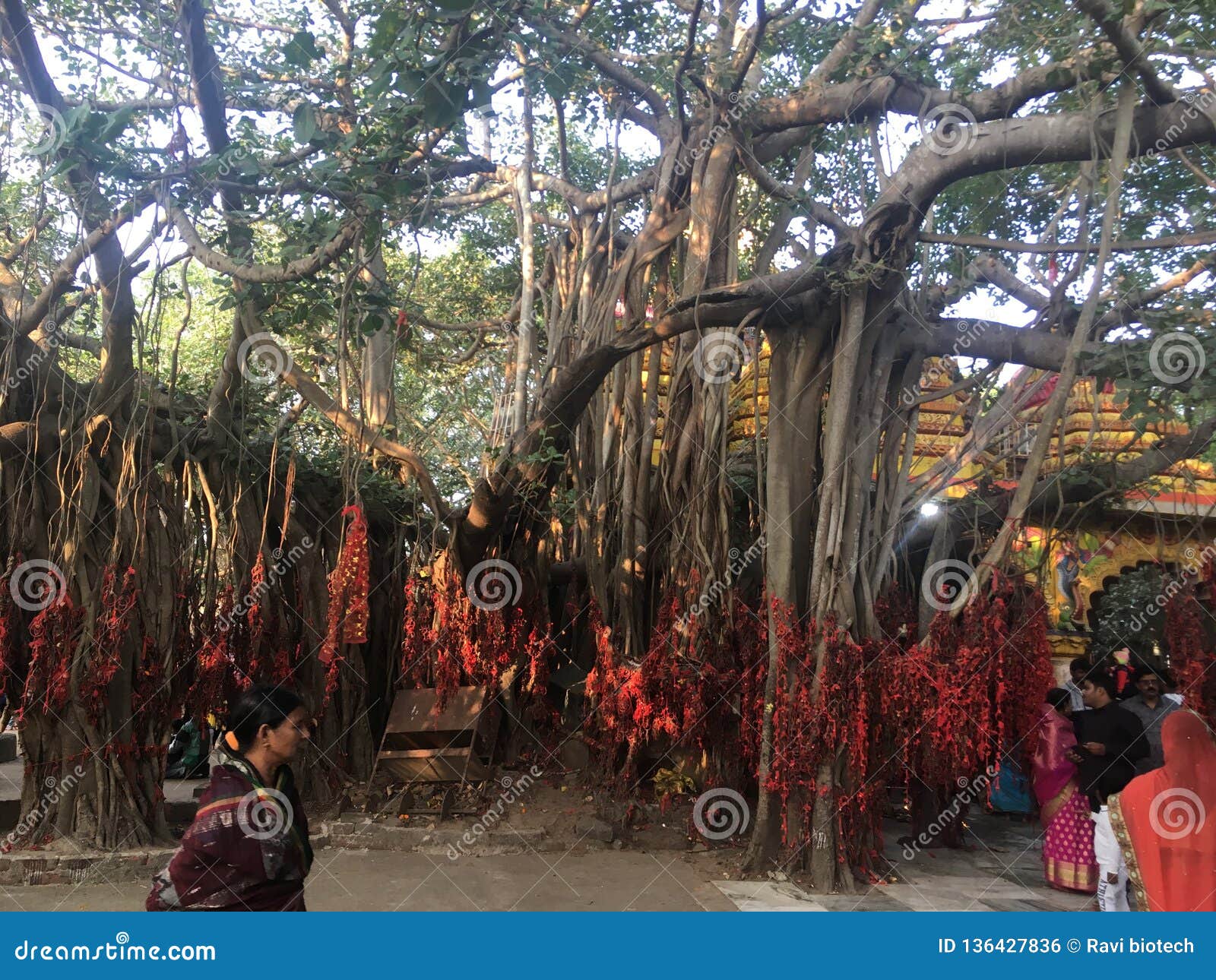 Wishes trees editorial photo. Image of hindu, trees - 136427836