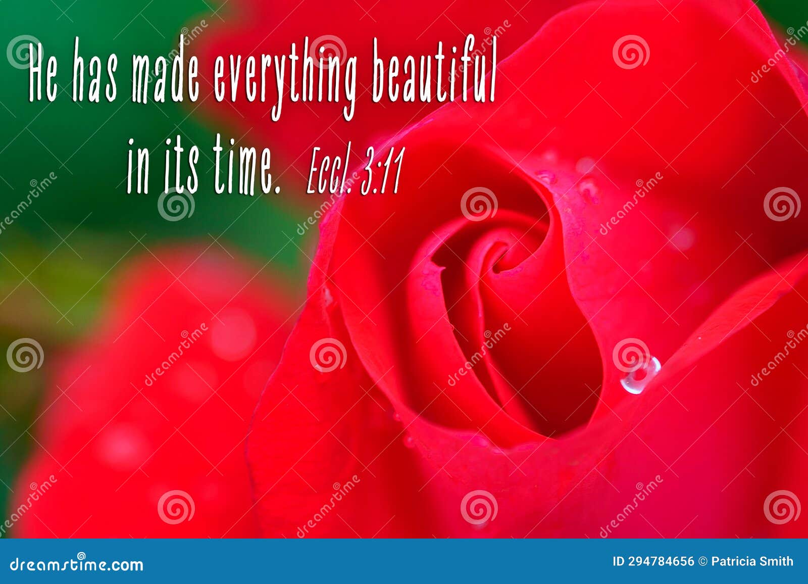 Religious Quote - Ecclesiastes 3:11 on Beautiful, Red Rose Stock Photo ...