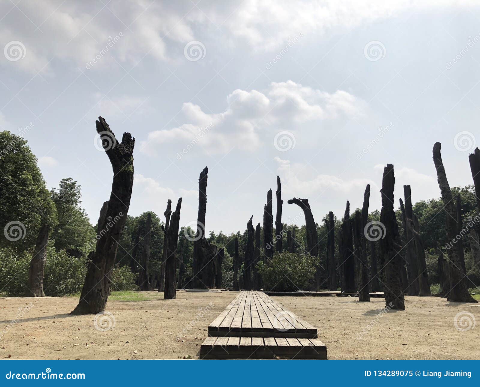 A Religious Ritual Consisting of a Forest Array Stock Image - Image of ...