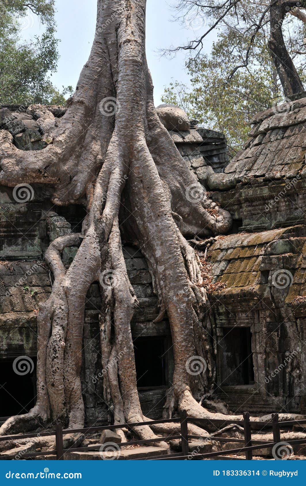 Religious Temple Grounds the Roots of the Tree Stock Photo - Image of ...