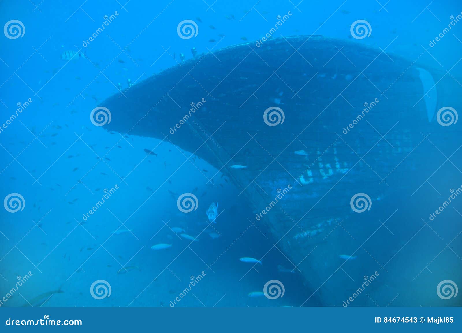 Relitto Della Nave E Pesci Subacquei, Fondo Blu Immagine Stock ...