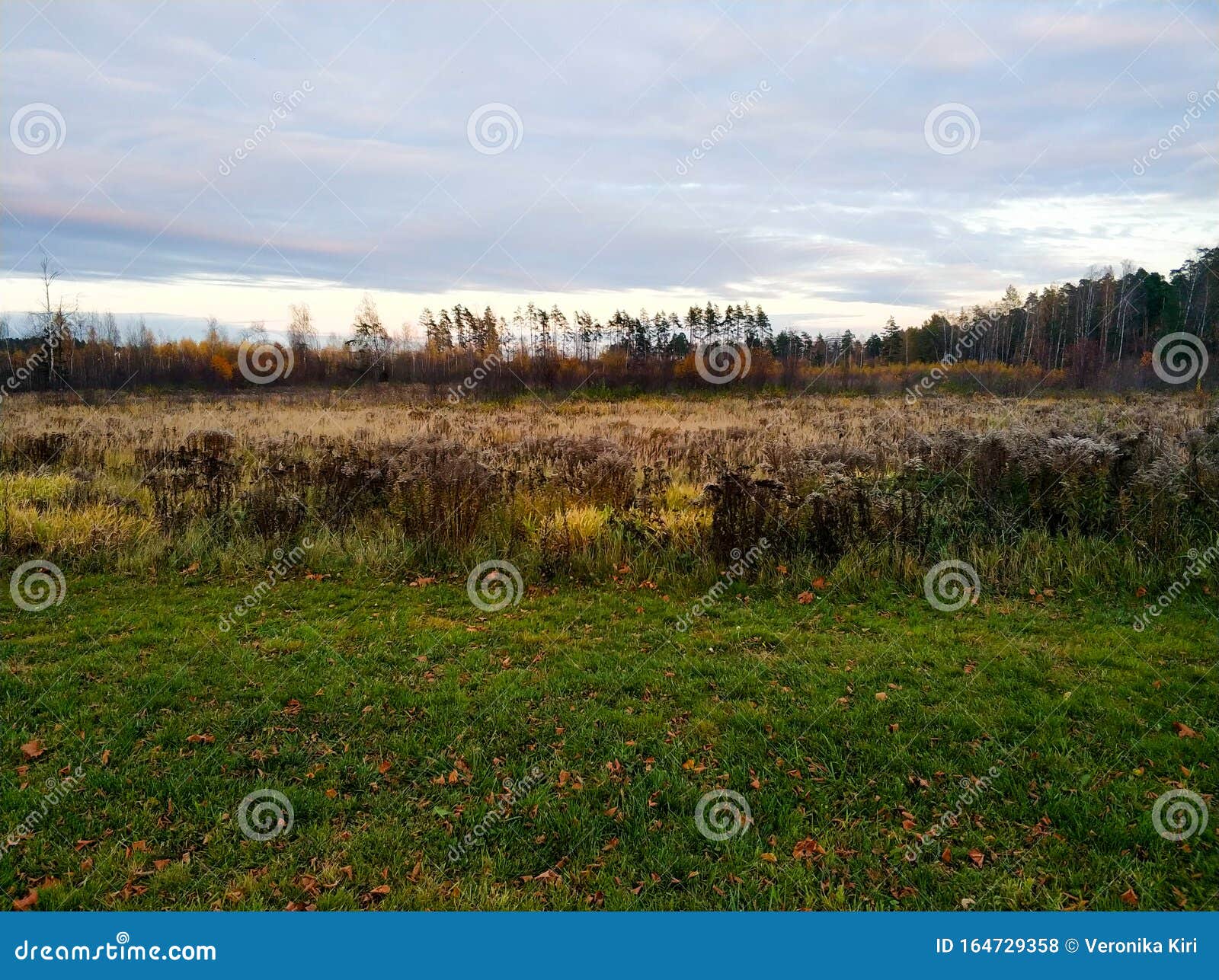 Relva Amarela E Verde Campo Com Relva Seca Amarela Foto de Stock ...
