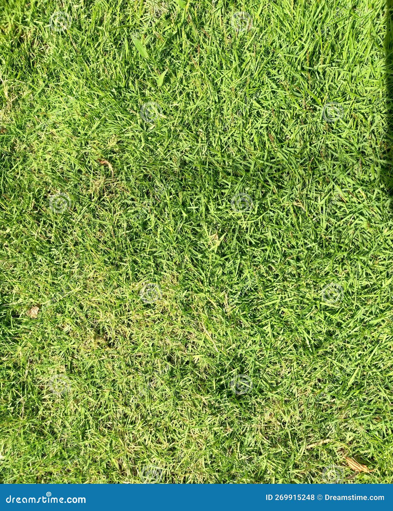 Relva de campo foto de stock. Imagem de arbusto, solo - 269915248