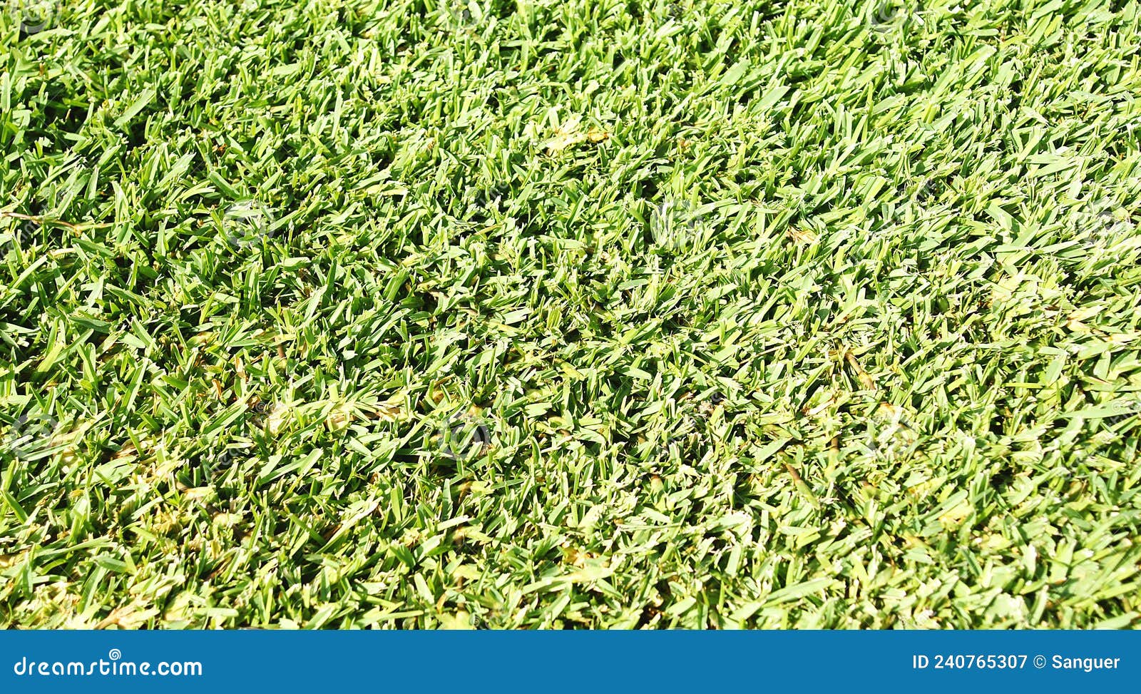 Relva E Flores Para Fundos E Texturas Imagem de Stock - Imagem de verde ...