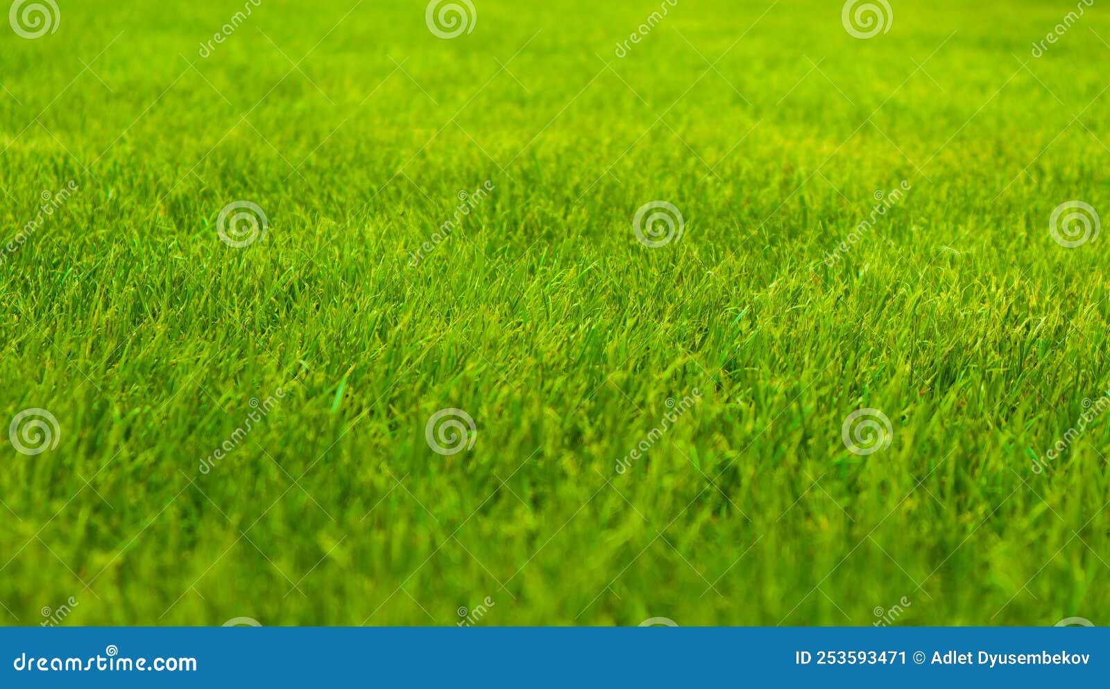 Relva Iluminada Pelo Sol. Relva Verde Iluminada Pelo Sol. Textura Do ...