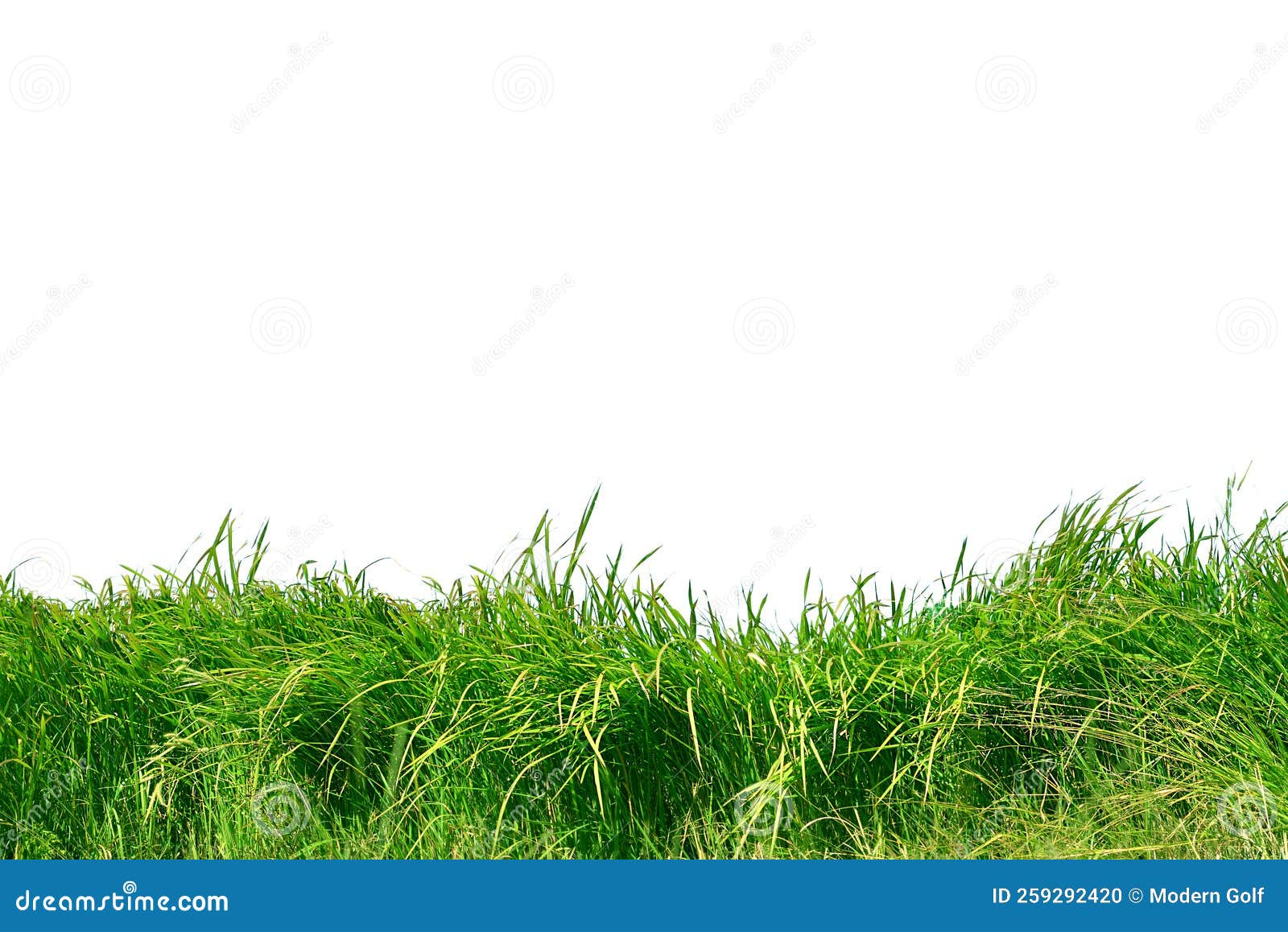 Relva Isolada Em Fundo Branco . Foto de Stock - Imagem de fundo, jardim ...