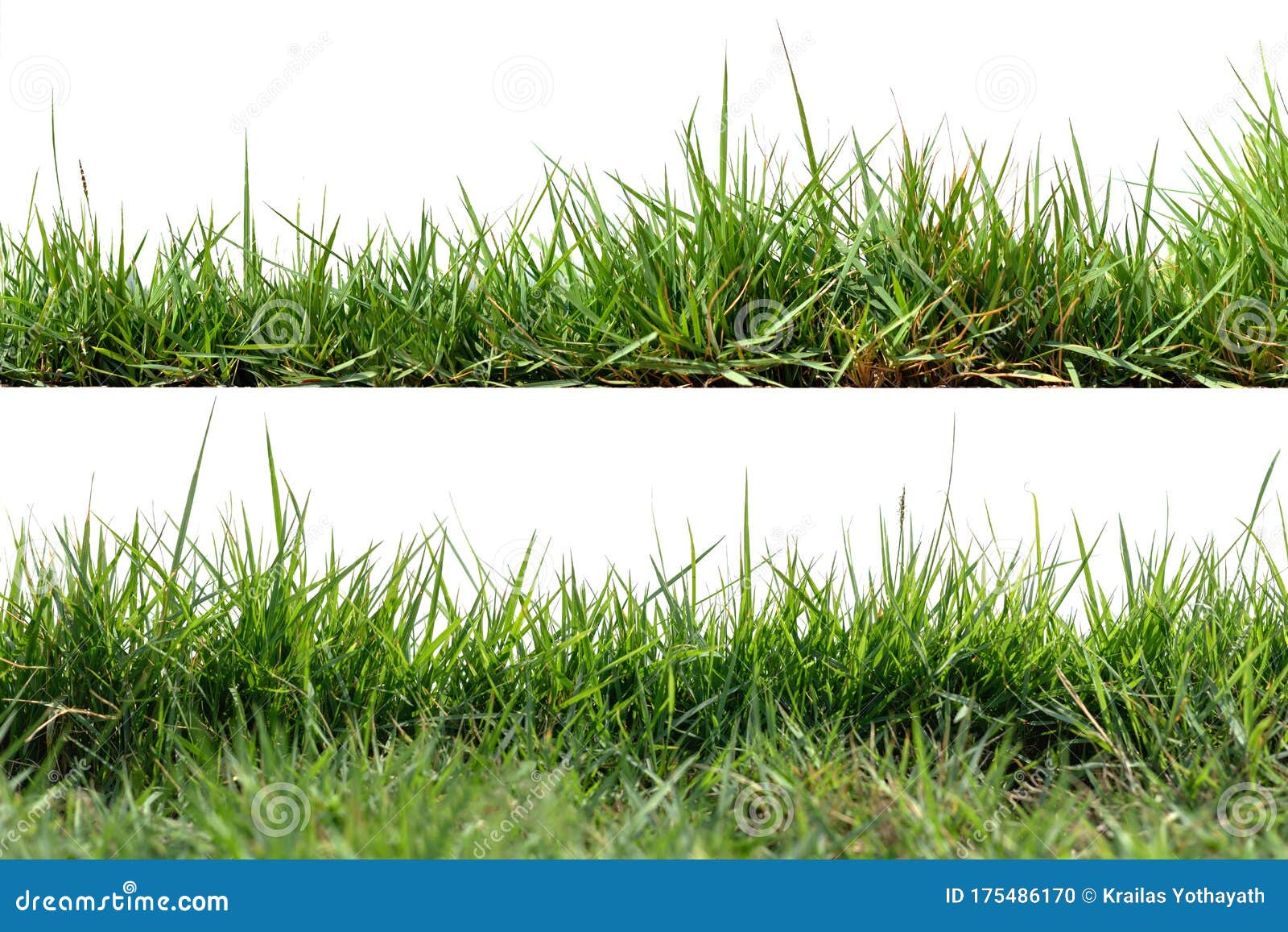 Relva Isolada Em Fundo Branco Foto de Stock - Imagem de nave, seco ...