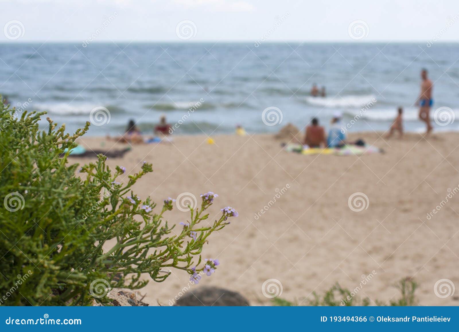 Relva Na Praia Em Primeiro Plano E Na Praia Turva Em Fundo Distante ...