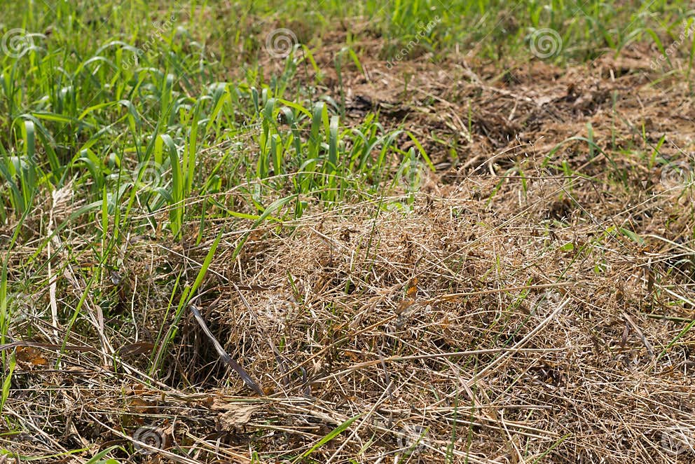 Relva Seca Antiga E Jovem Grama Verde Foto de Stock - Imagem de verde ...