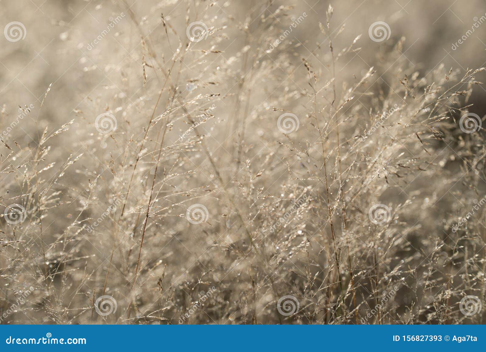 Relva Seca Com Fundo De Orvalho Matinal Imagem de Stock - Imagem de ...