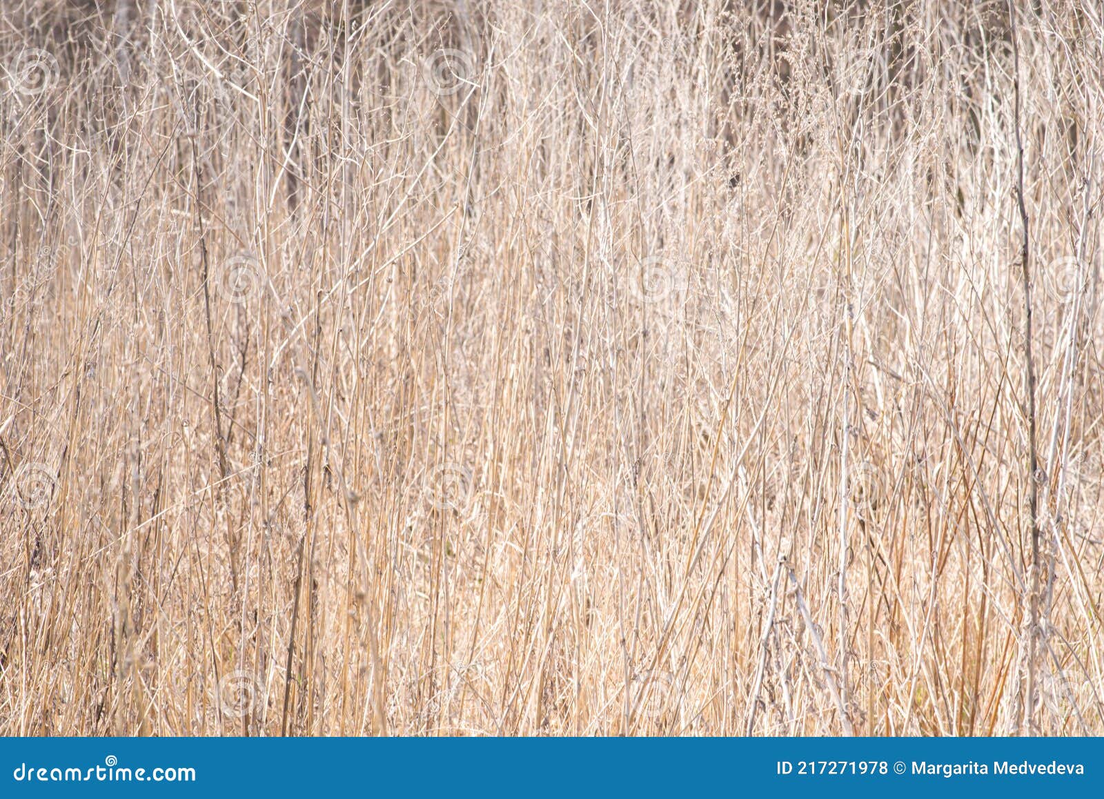 Relva Seca De Fundo. Erva Seca Foto de Stock - Imagem de seca, grama ...