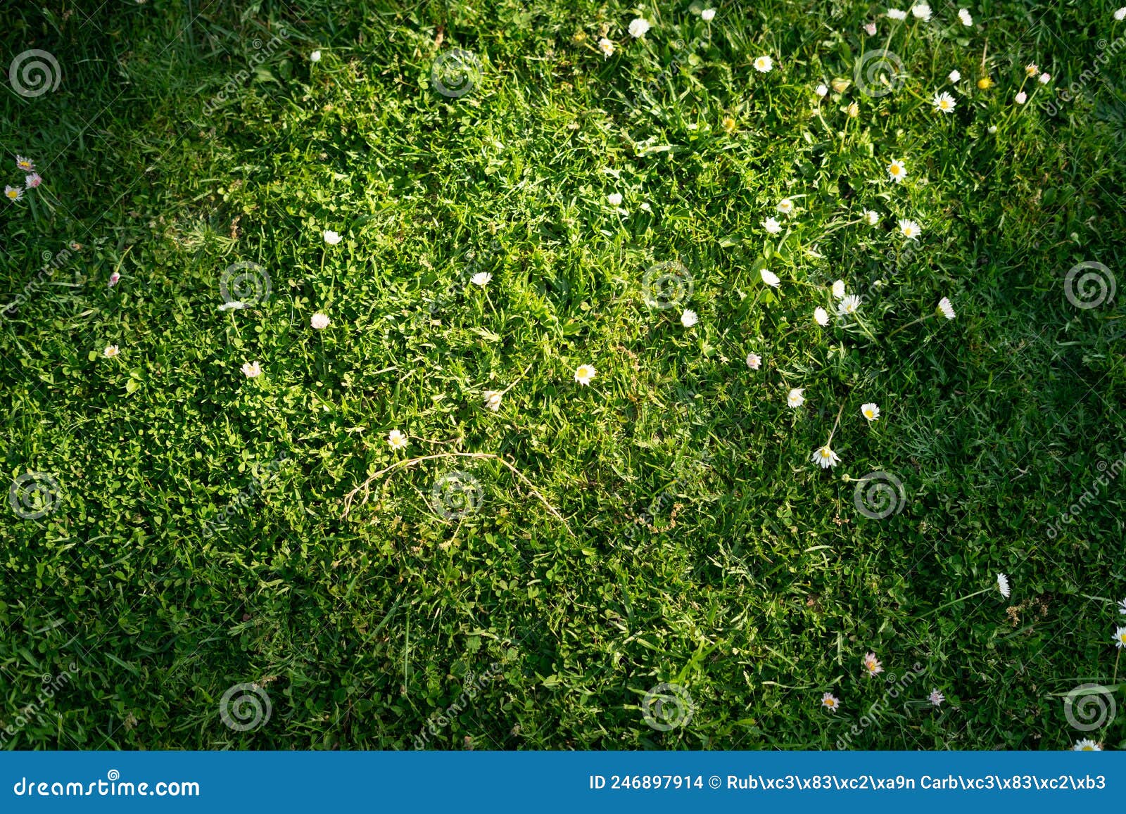 Relva Selvagem Com Flores Brancas Foto de Stock - Imagem de orgânico ...