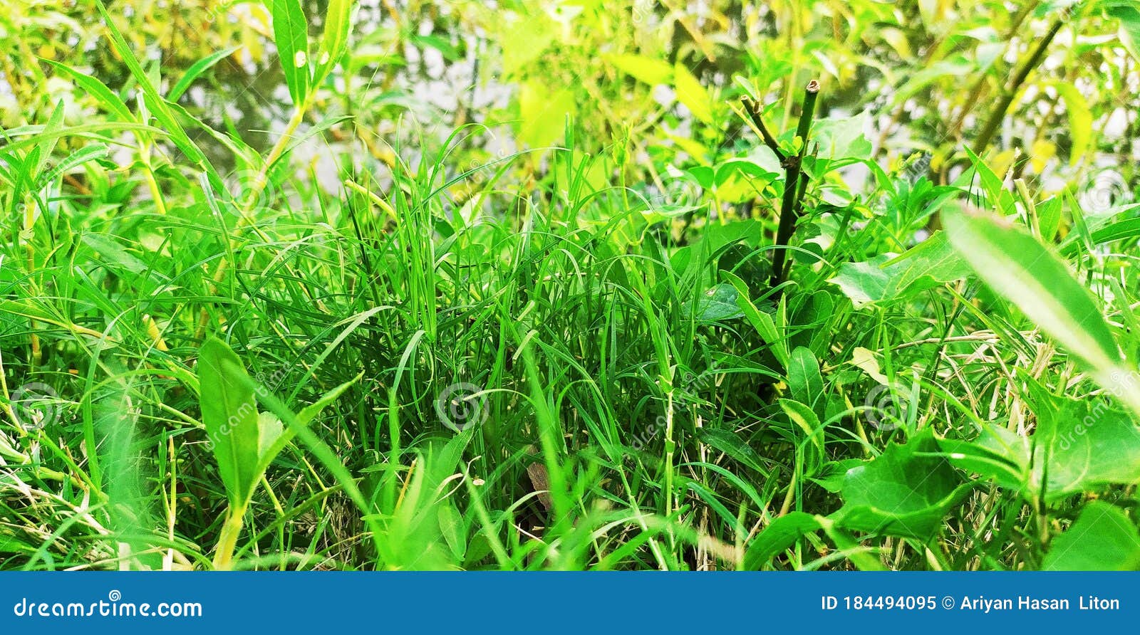 Relva verde imagem de stock. Imagem de bangladesh, grama - 184494095