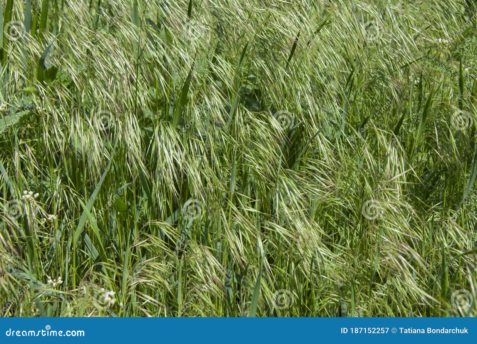 Relva Verde Alta Brilhante. Textura De Grama Imagem de Stock - Imagem ...