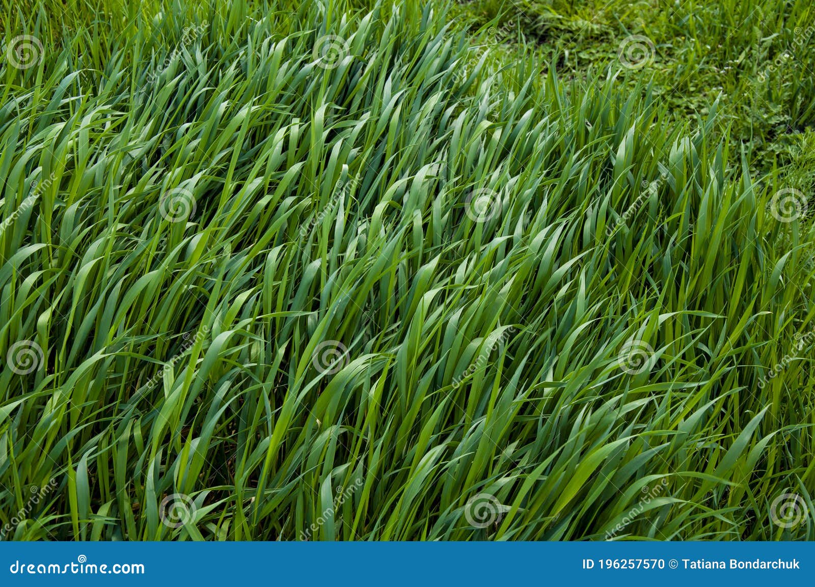 Relva Verde Alta Brilhante. Textura De Grama Foto de Stock - Imagem de ...
