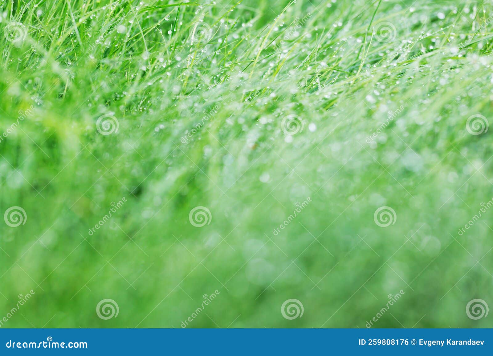 Relva Verde Com Orvalho Matinal Foto de Stock - Imagem de bonito ...