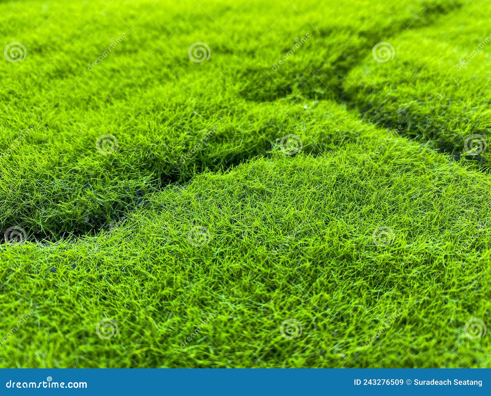 Relva verde como fundo imagem de stock. Imagem de fresco - 243276509