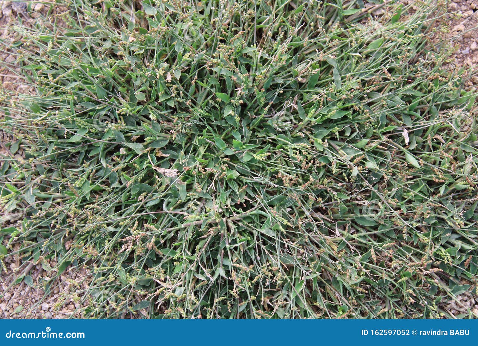 A Relva Verde Como Papel De Parede Ou Fundo Foto de Stock - Imagem de ...