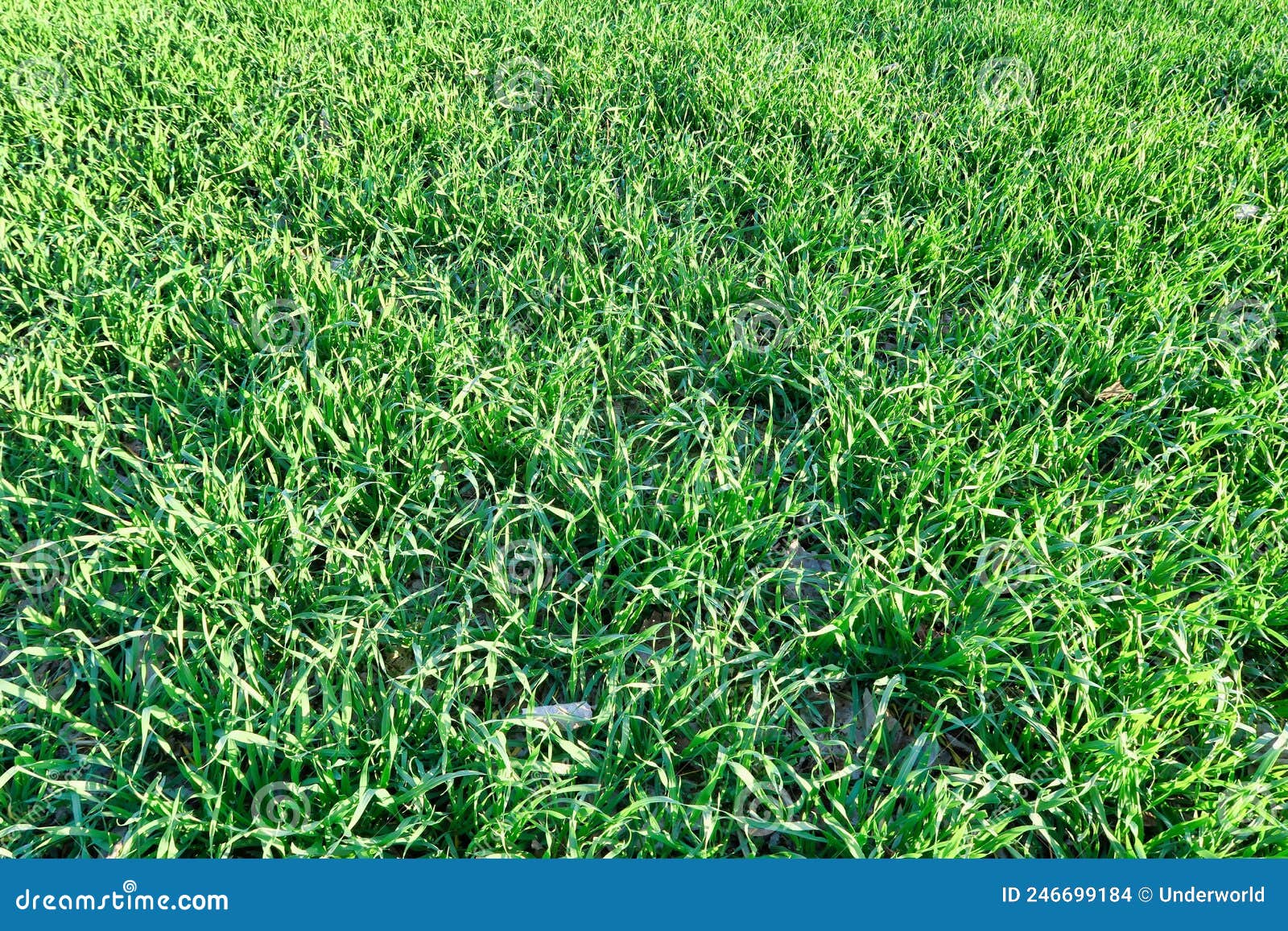 Relva Verde E Fotografia De Fundo Foto de Stock - Imagem de campo ...