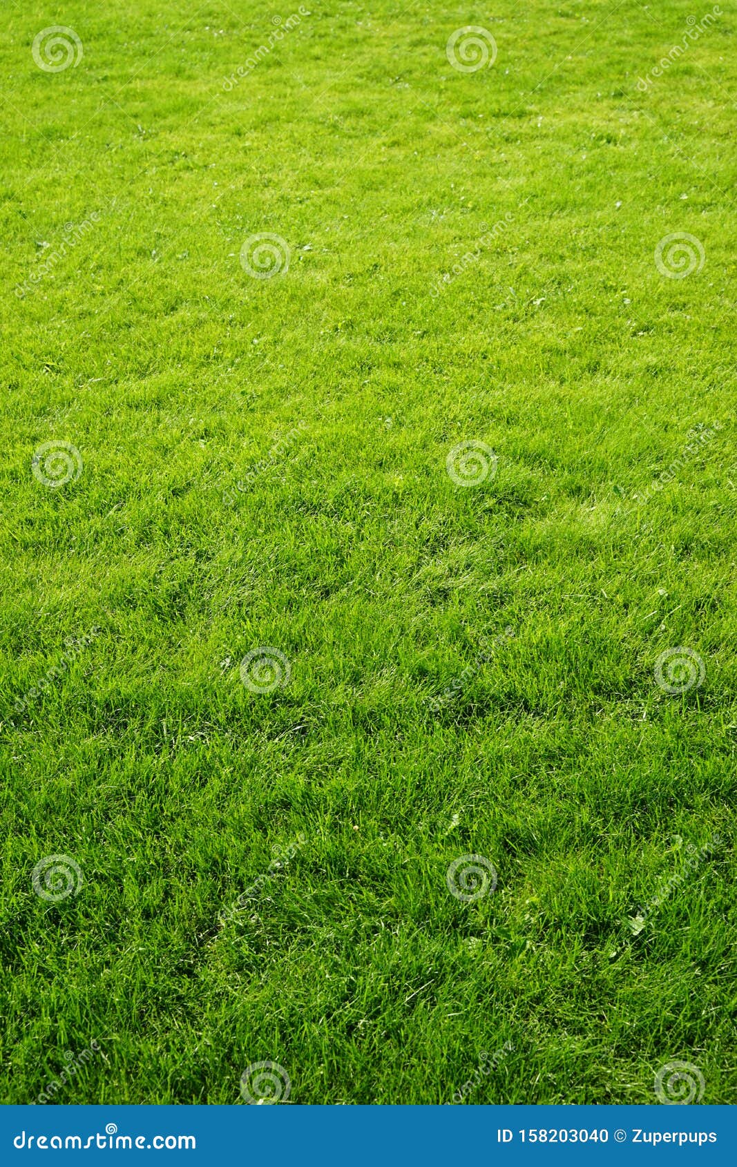 Relva verde, foto vertical foto de stock. Imagem de exterior - 158203040