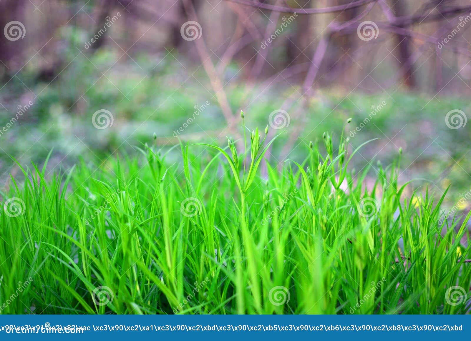 Relva verde foto de stock. Imagem de seletivo, verde - 179945514