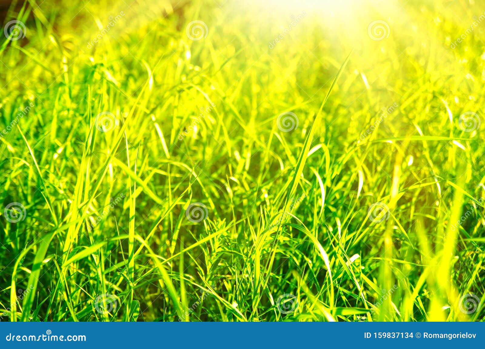 Relva verde foto de stock. Imagem de crescimento, beleza - 159837134