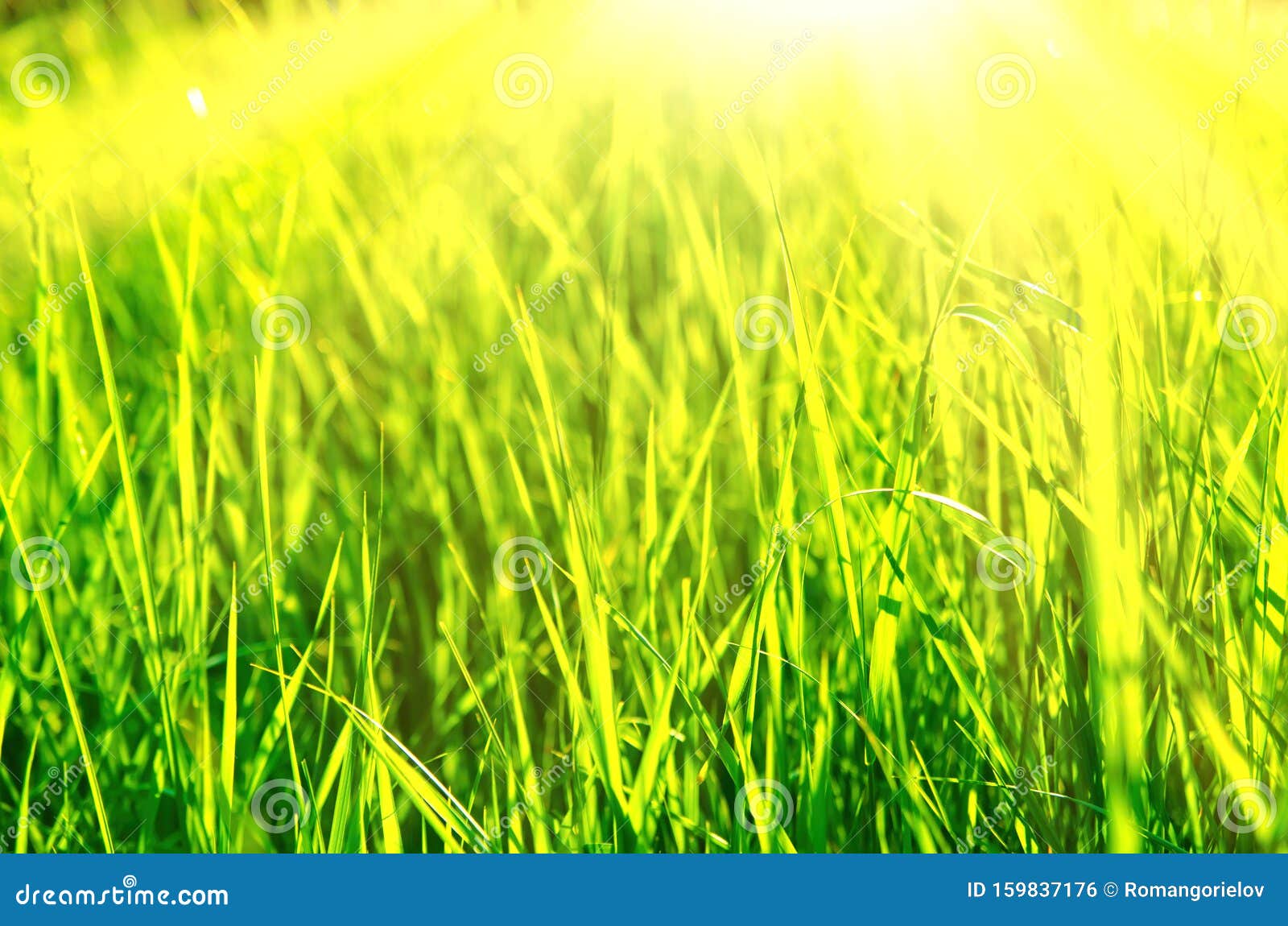 Relva verde foto de stock. Imagem de orvalho, mola, textura - 159837176