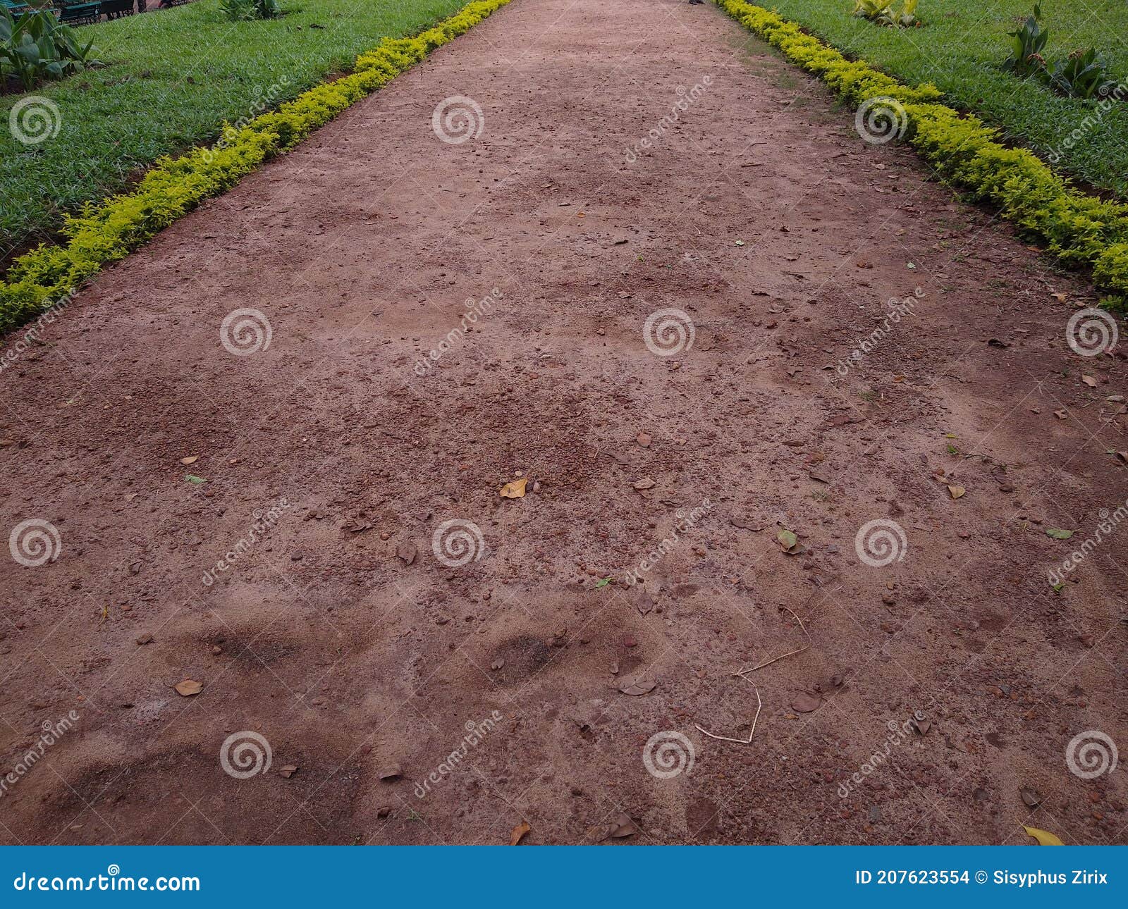 Relva Verde-lama E Planta Colorida Amarela Foto de Stock - Imagem de ...