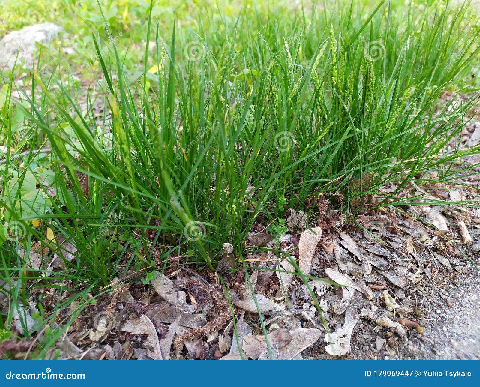 Relva verde Lawn imagem de stock. Imagem de plantas - 179969447