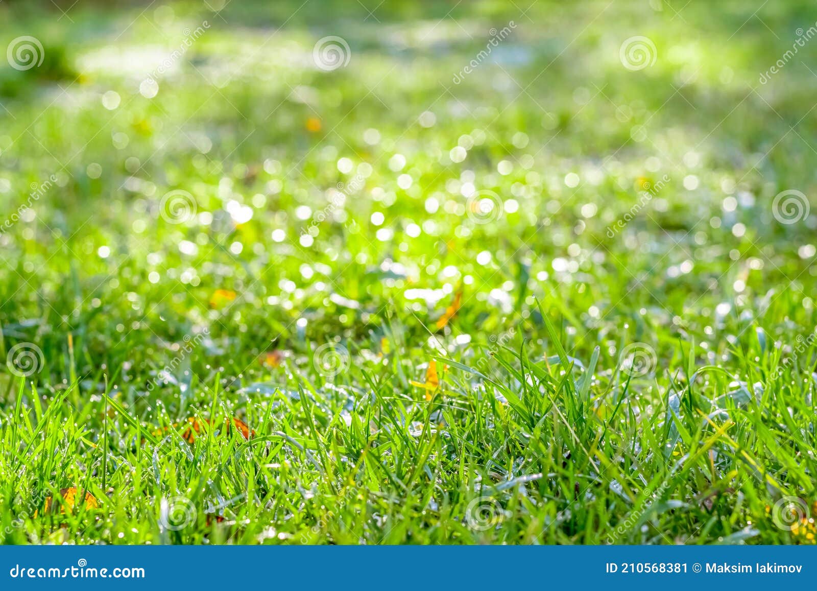 Relva Verde No Fundo Da Luz Esquerda Imagem de Stock - Imagem de ...