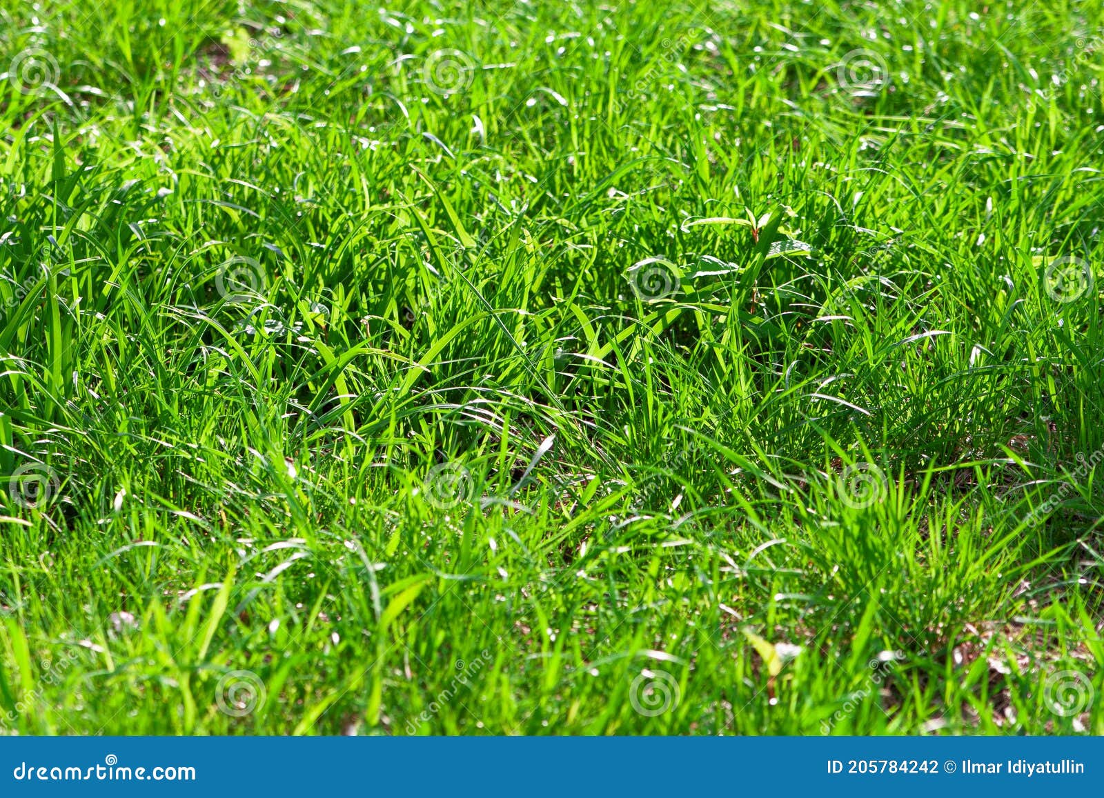 Relva Verde-seca. Ervas De Primavera. Textura De Grama Foto de Stock ...