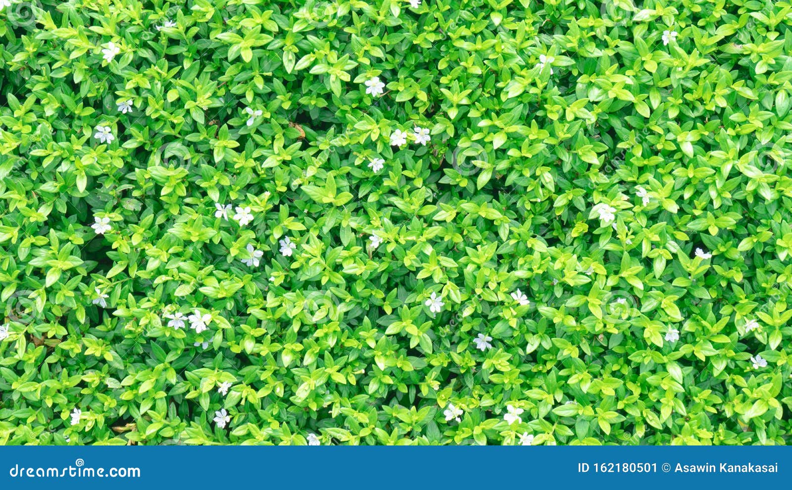 Relva verde sobre o fundo imagem de stock. Imagem de selvagem - 162180501