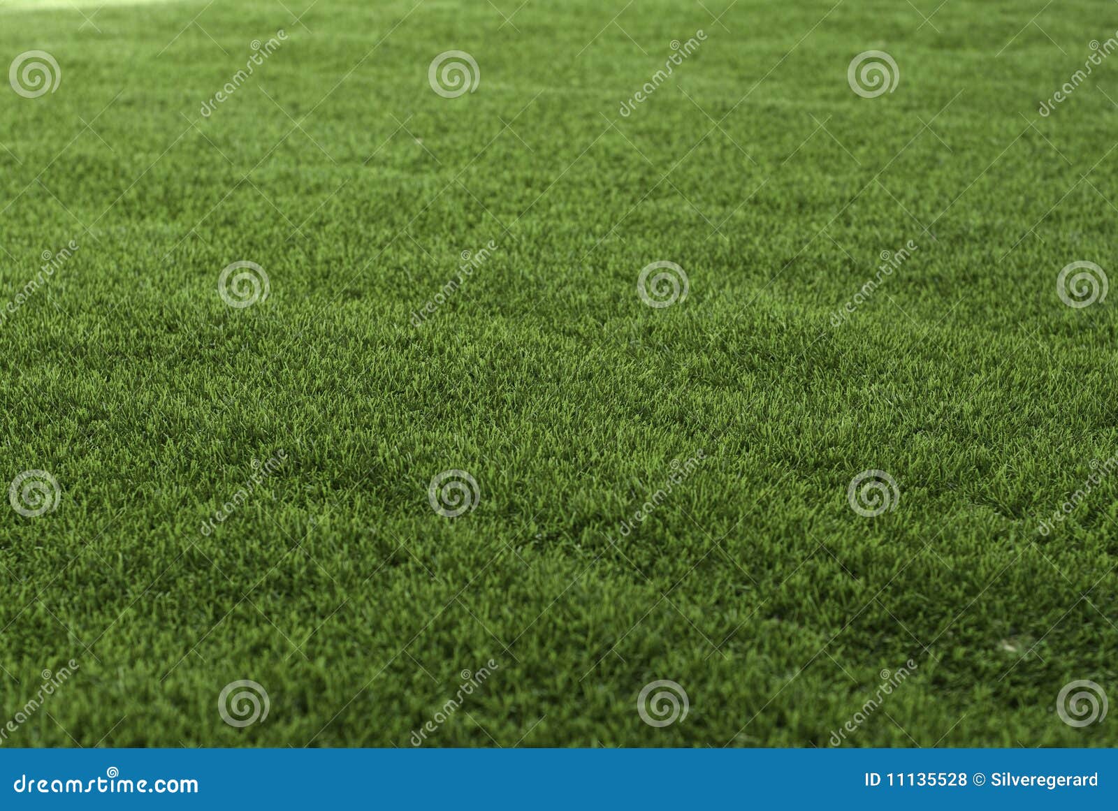 Relvado foto de stock. Imagem de exterior, jardinar, macro - 11135528