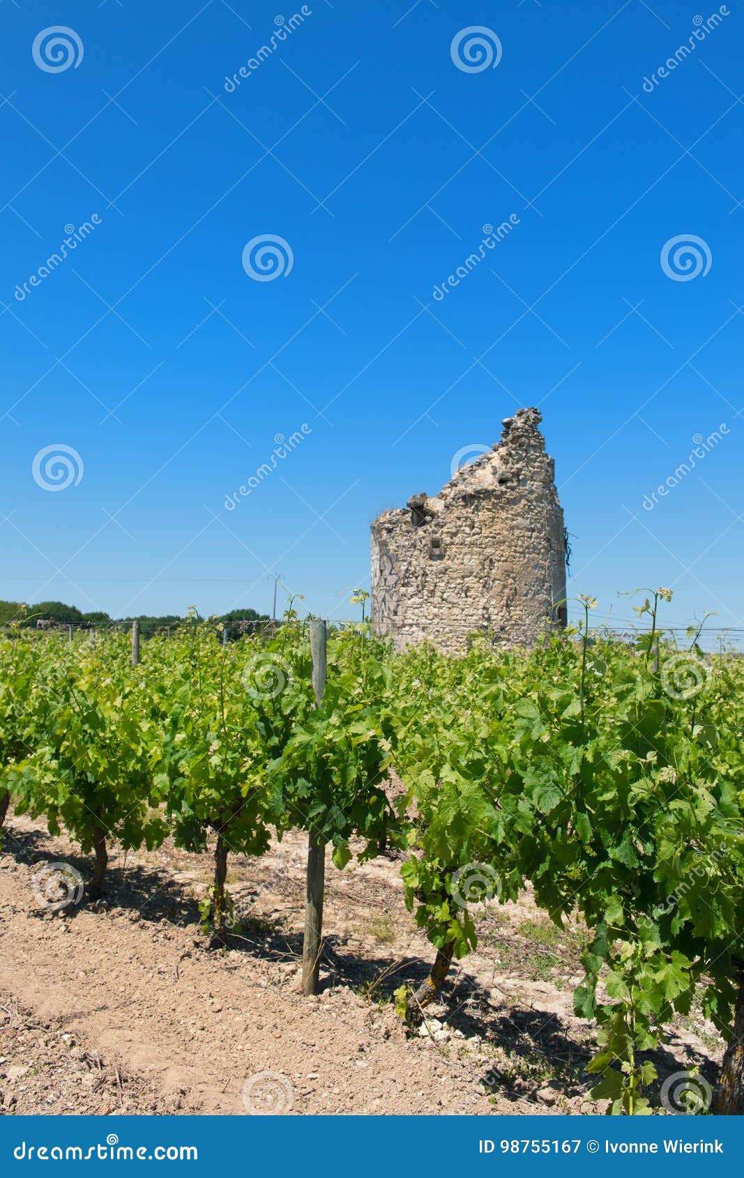 Remain of a Tower in Vine Yard Stock Image - Image of fruit, charente ...