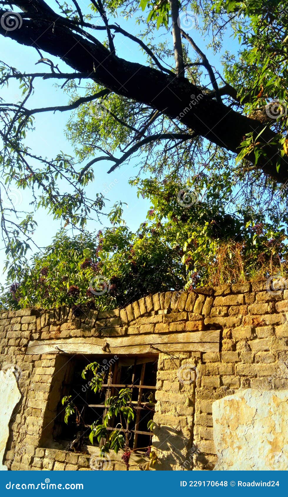 Remaining of Very Old Brick House Stock Photo - Image of ruin, vine ...