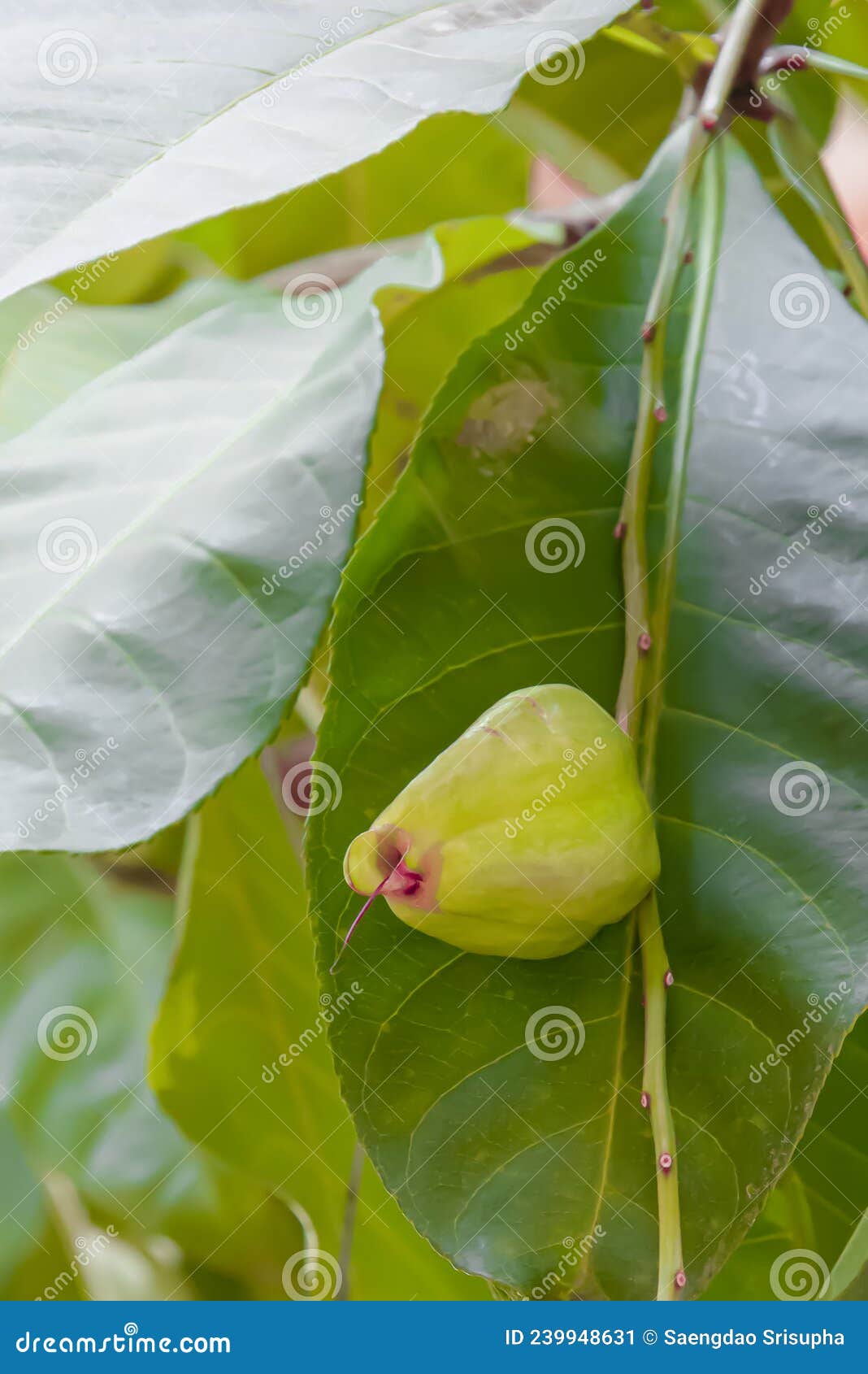 Only one fruit of the tree stock image. Image of color - 239948631