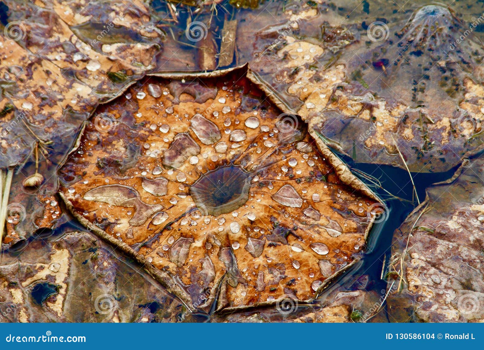 Remaining Lotus Dying Lotus Stock Photo - Image of lotus, tree: 130586104